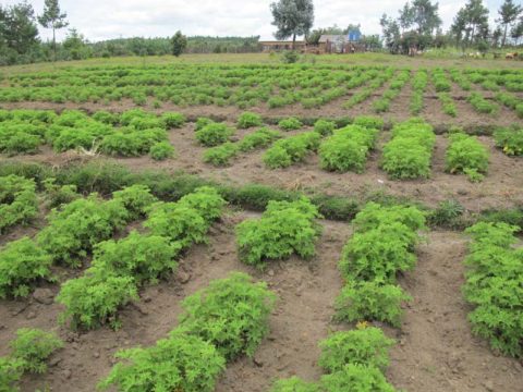 Geranium Essential Oil from Madagascar | Jacarandas International